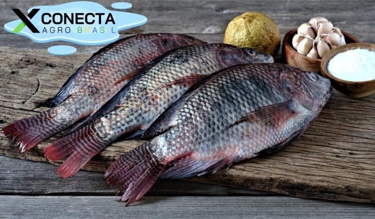 Tilápia: O Peixe que Impulsionou a Aquicultura no Brasil